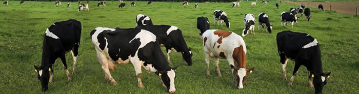 Animals in Agriculture :NAIA Trust